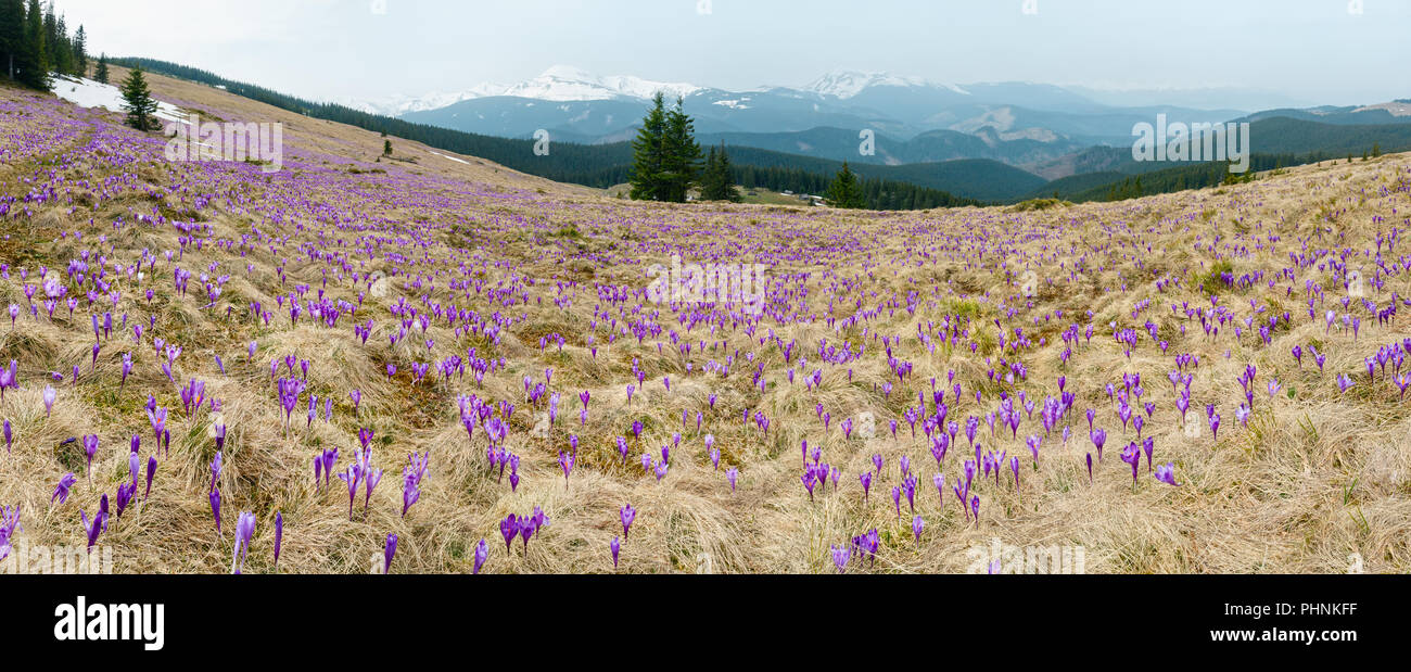 Purple Crocus flowers on spring mountain hill Stock Photo - Alamy