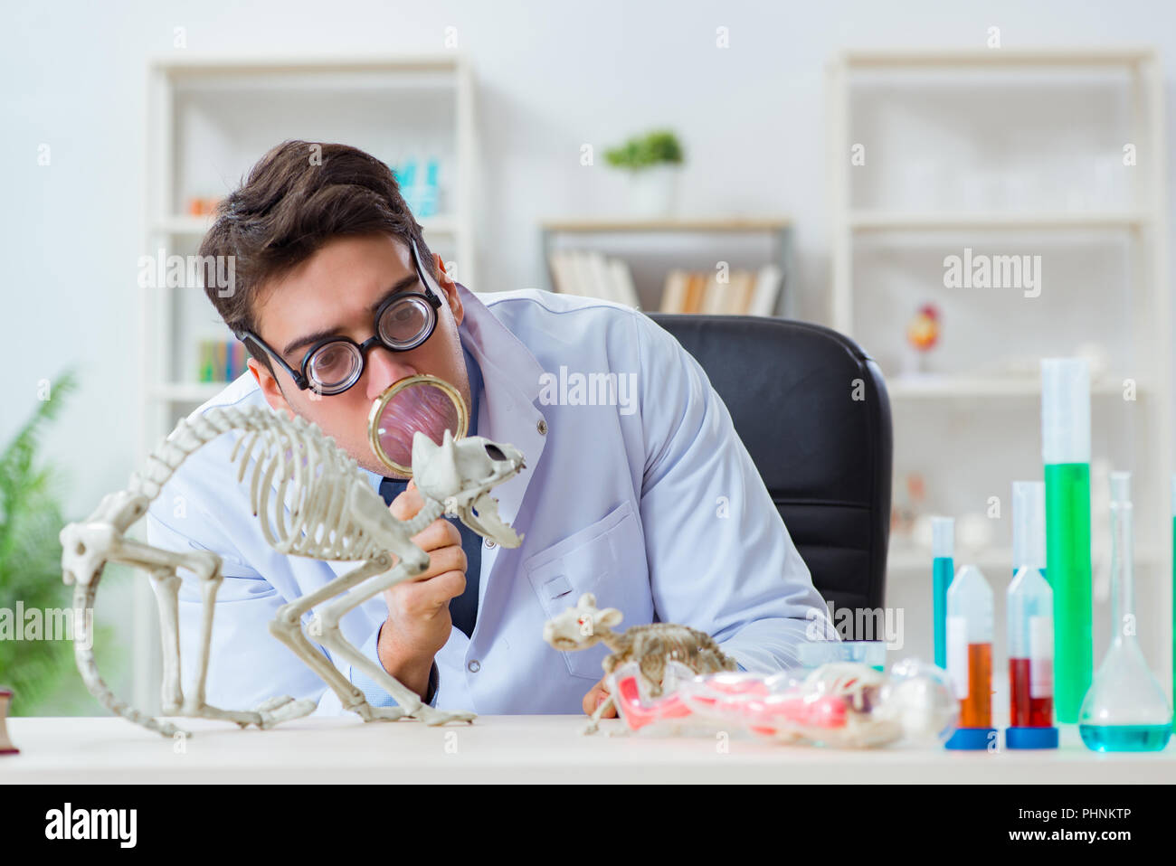 Funny scientist with cat skeleton in lab clinic Stock Photo - Alamy