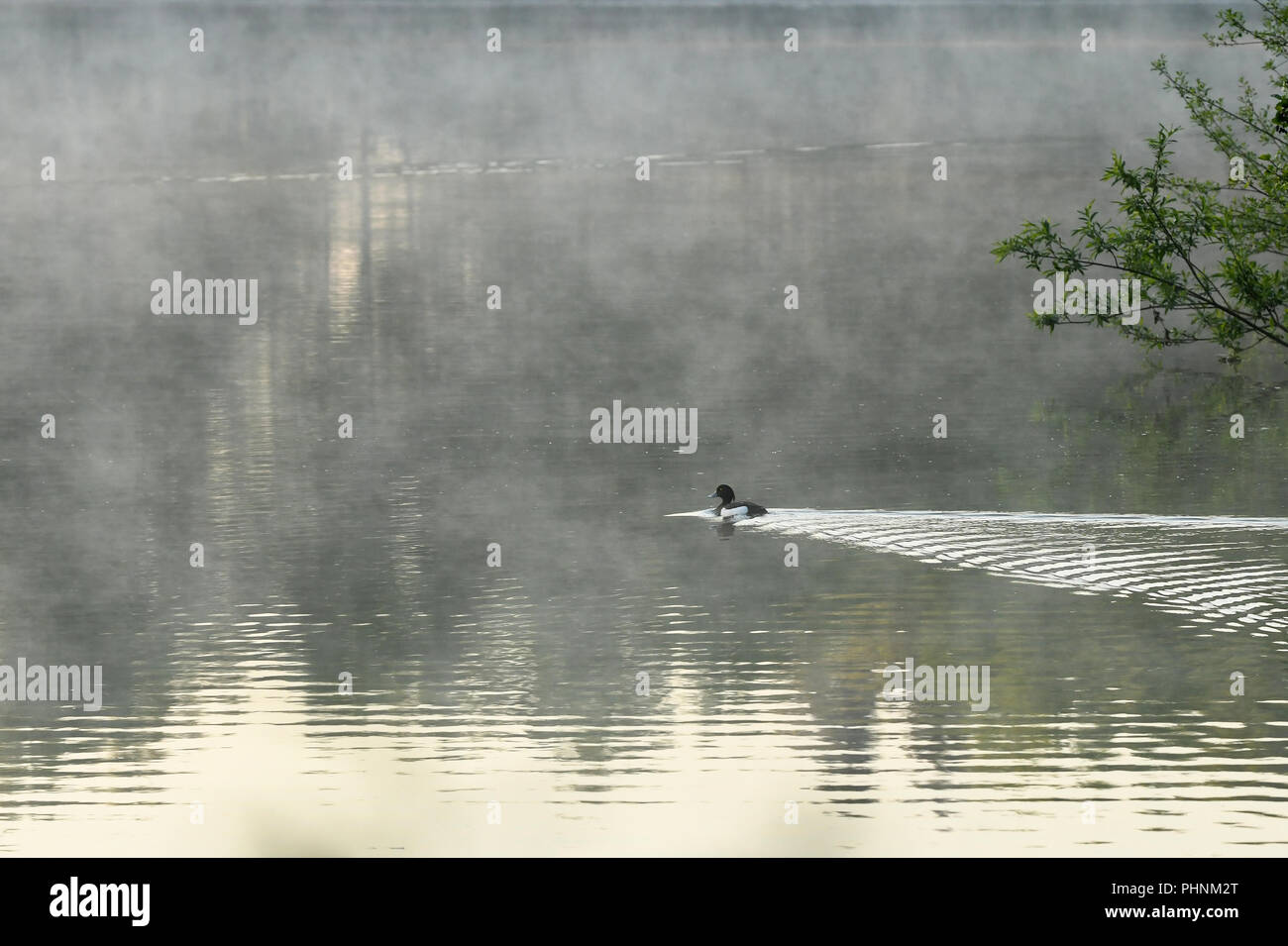 Moor duck hi-res stock photography and images - Alamy