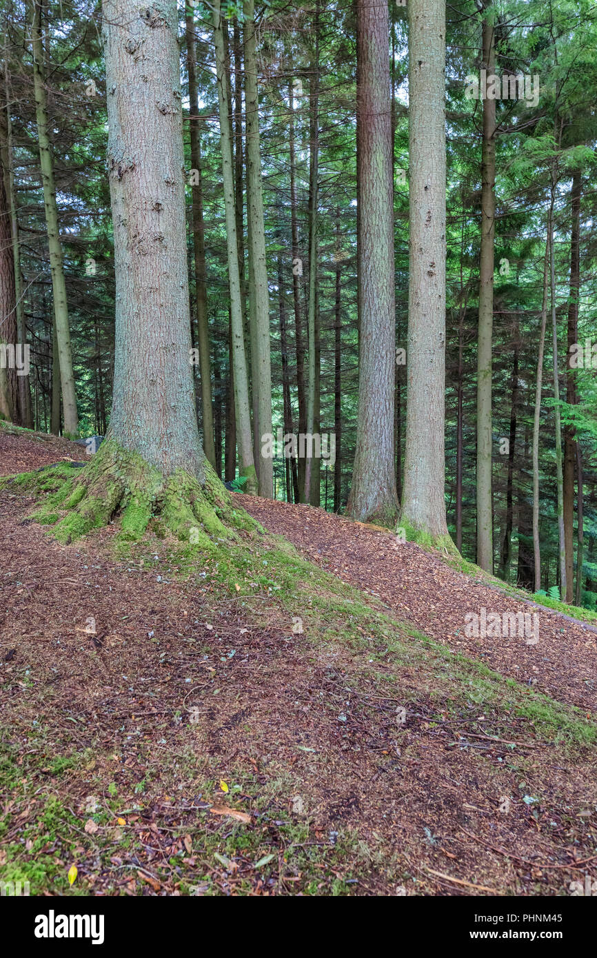 Ardkinglas gardens, Argyll, Scotland, UK Stock Photo - Alamy