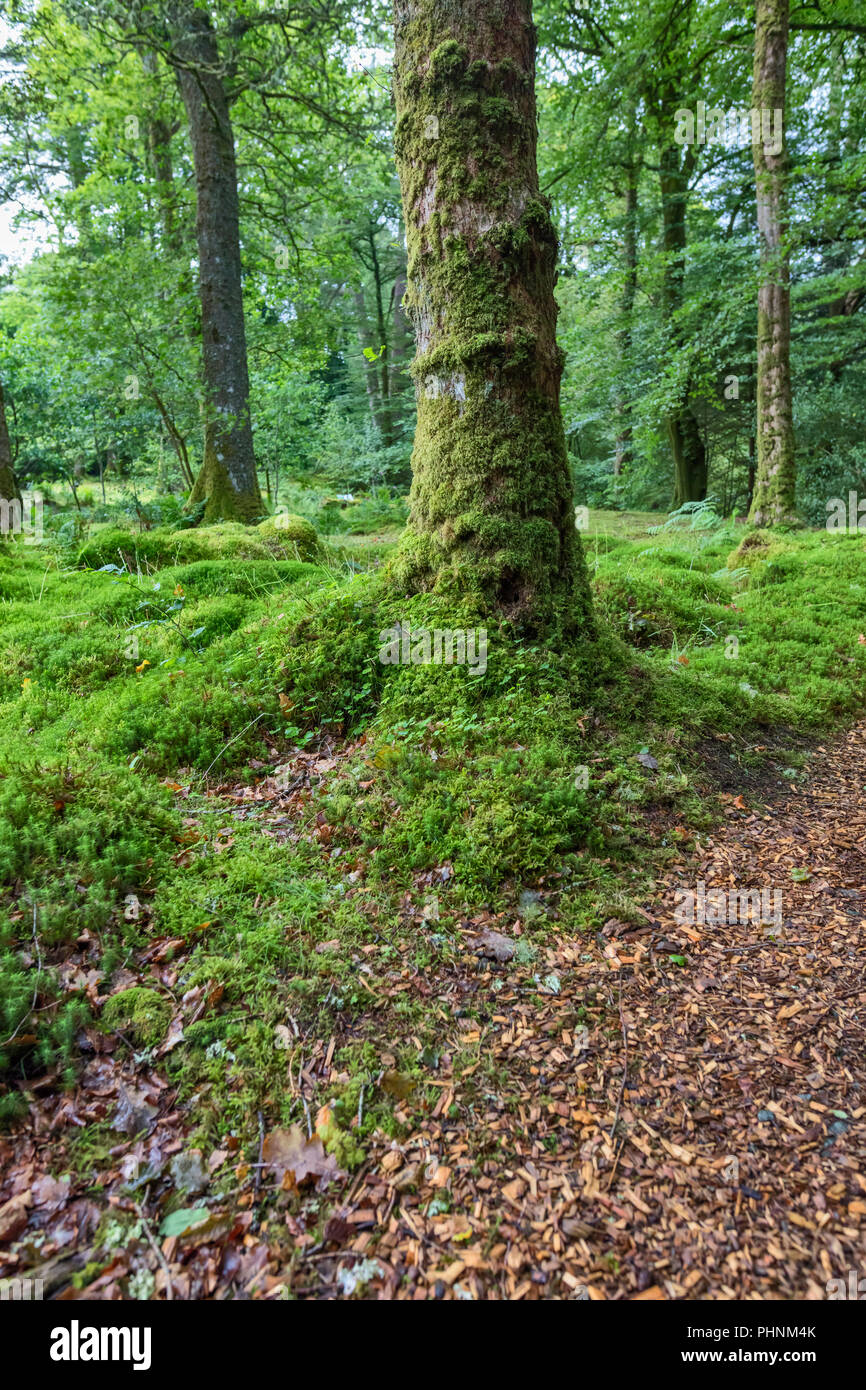 Ardkinglas hi-res stock photography and images - Alamy