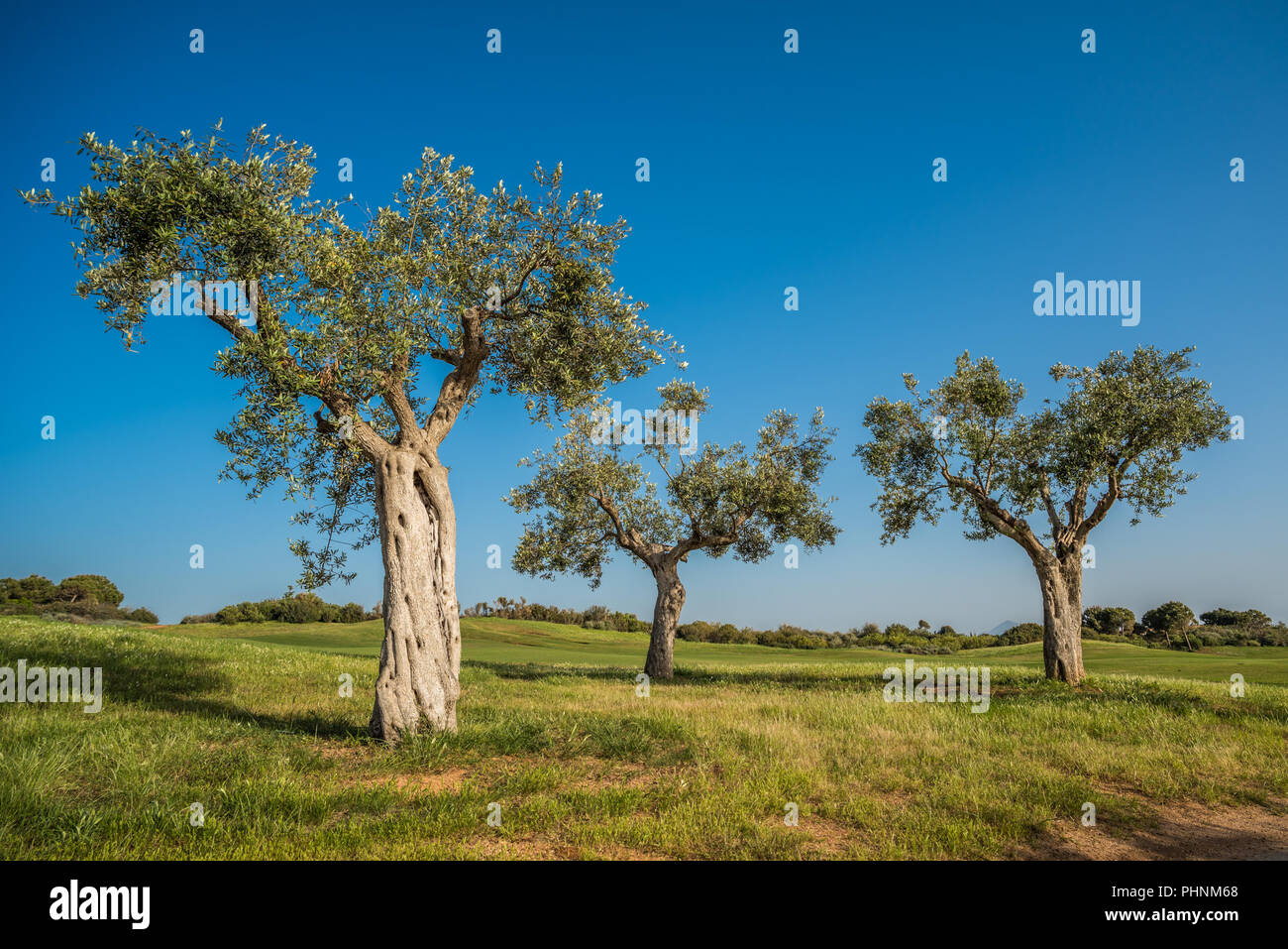 group of old olive trees Stock Photo - Alamy