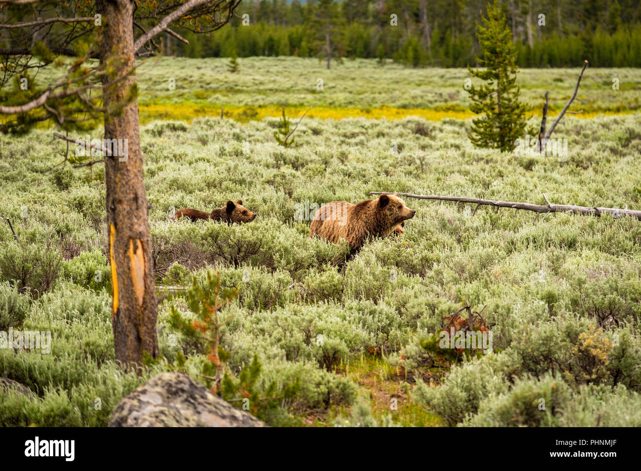 Grizzly bear in Yellowstone National Park Stock Photo - Alamy
