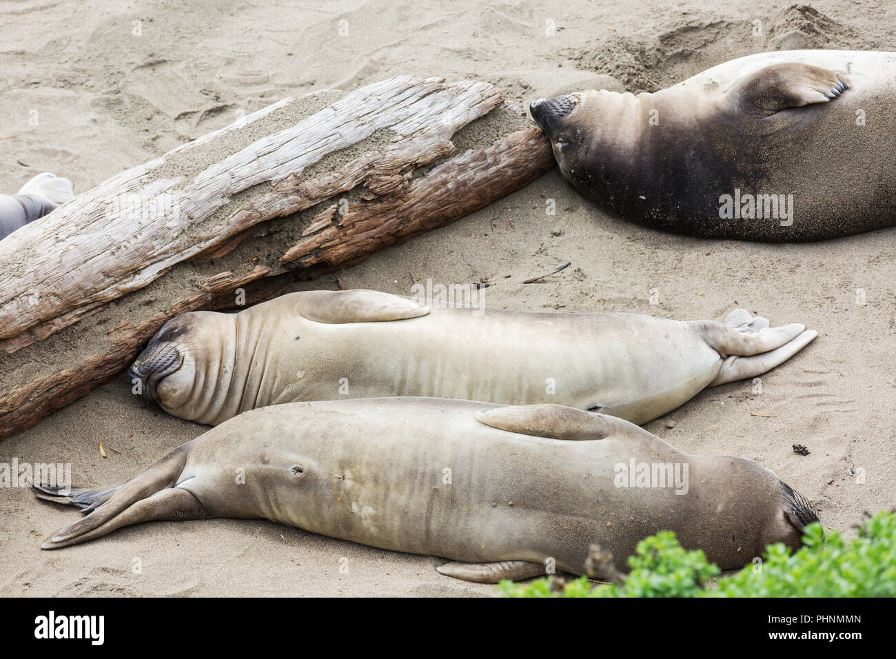 Sea elephant hi-res stock photography and images - Alamy