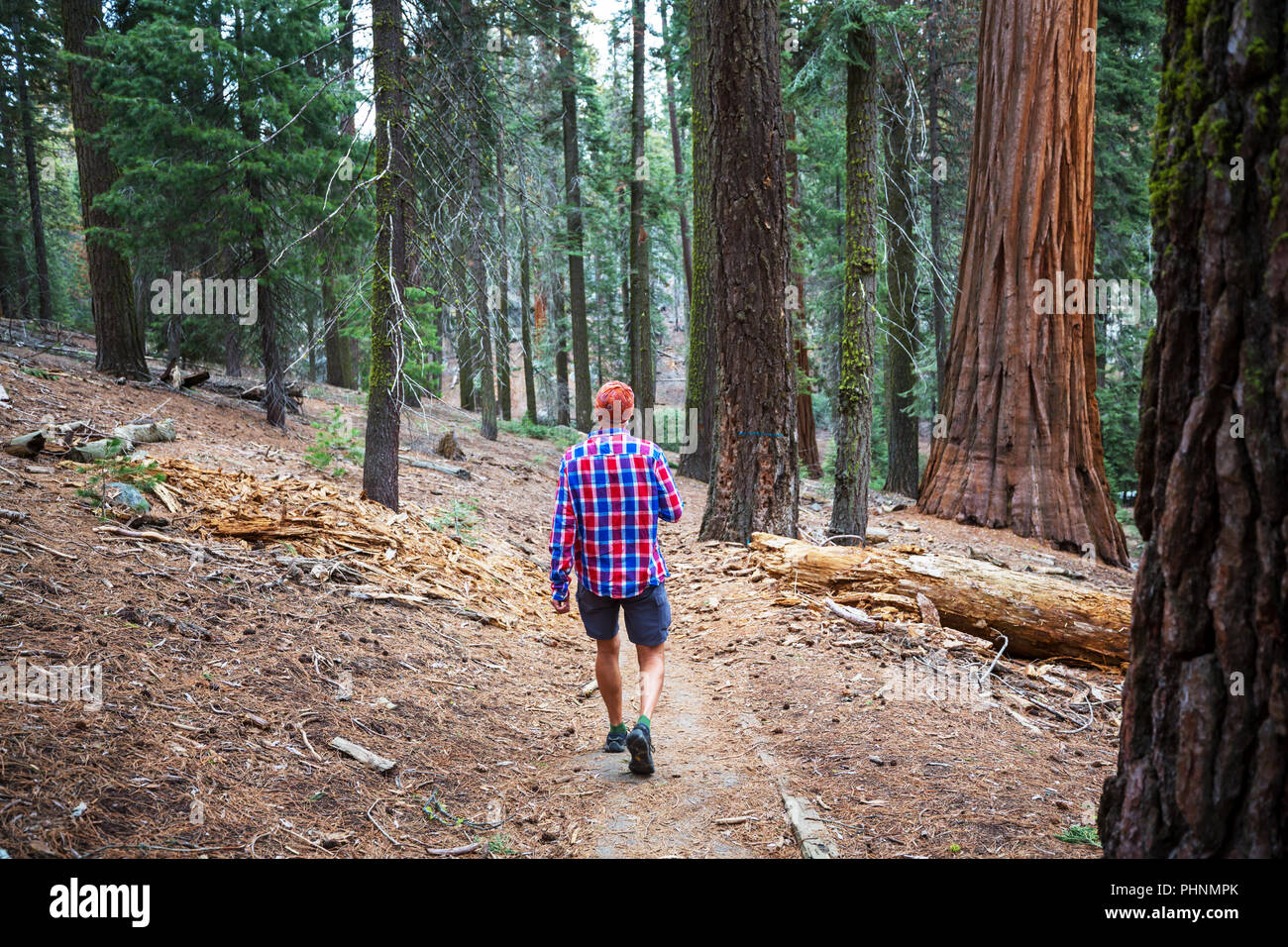 Hike in the forest Stock Photo - Alamy
