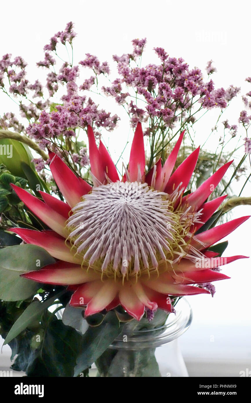 King Protea. The Protea Cynaroides. property released Stock Photo - Alamy