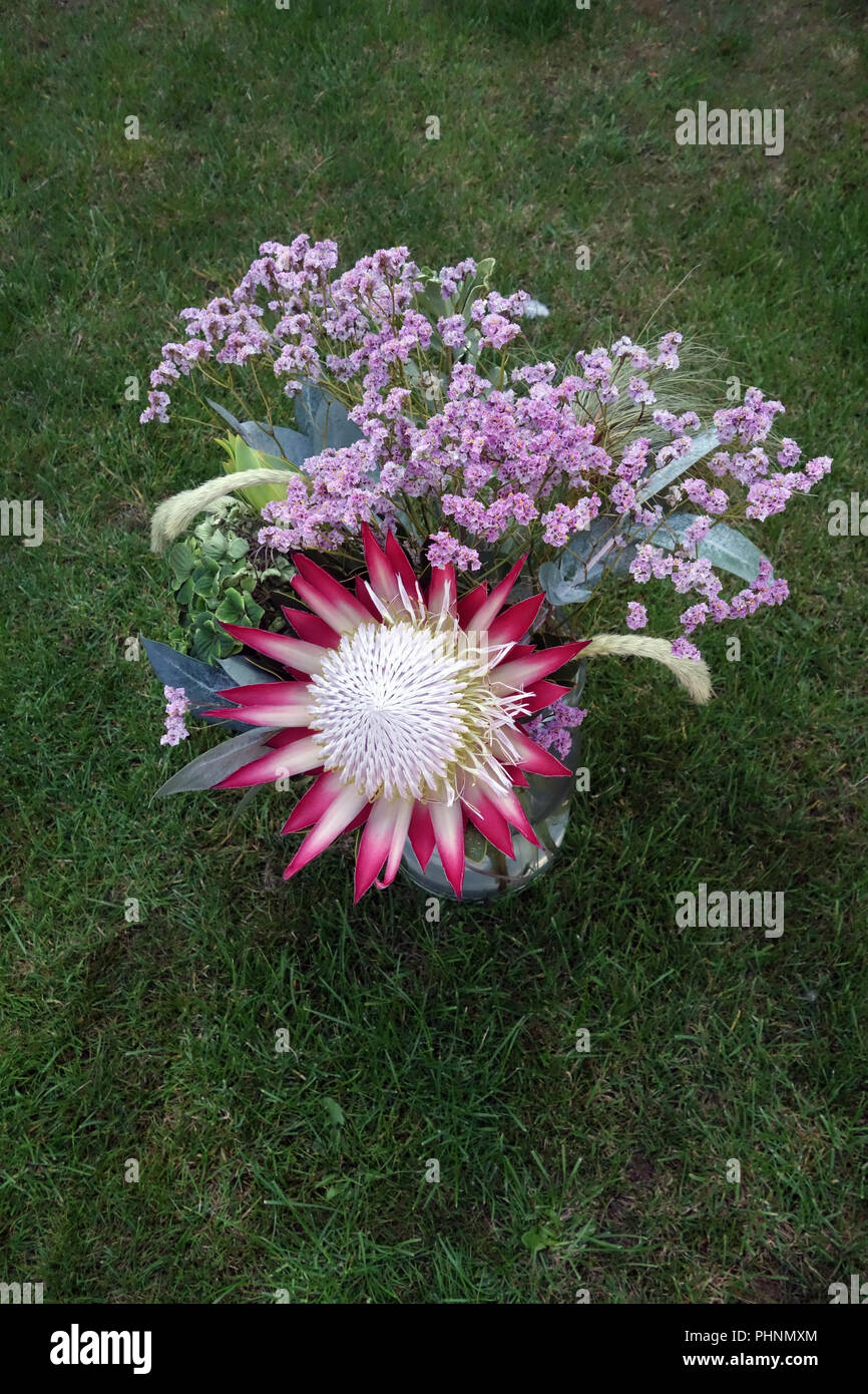 King Protea. The Protea Cynaroides. property released Stock Photo - Alamy