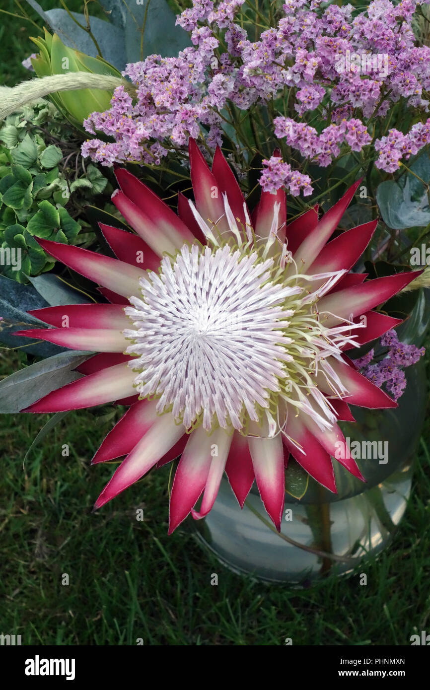 King Protea. The Protea Cynaroides. property released Stock Photo - Alamy