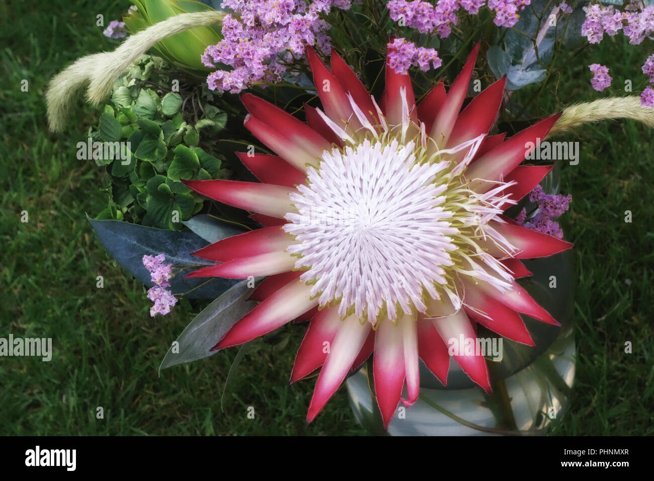 King Protea. The Protea Cynaroides. property released Stock Photo - Alamy