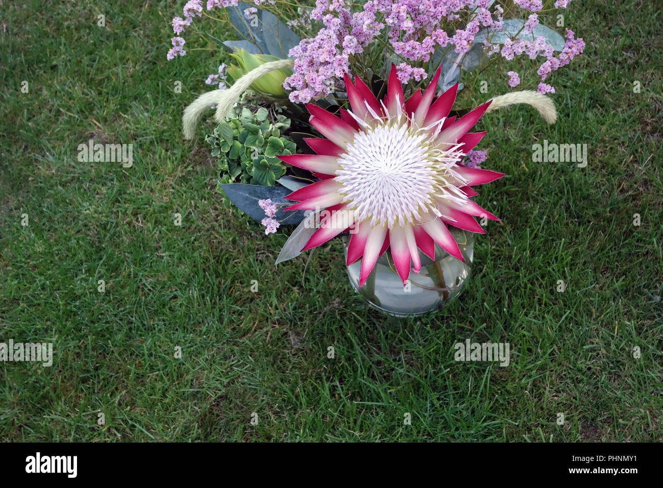 King Protea. The Protea Cynaroides. property released Stock Photo - Alamy