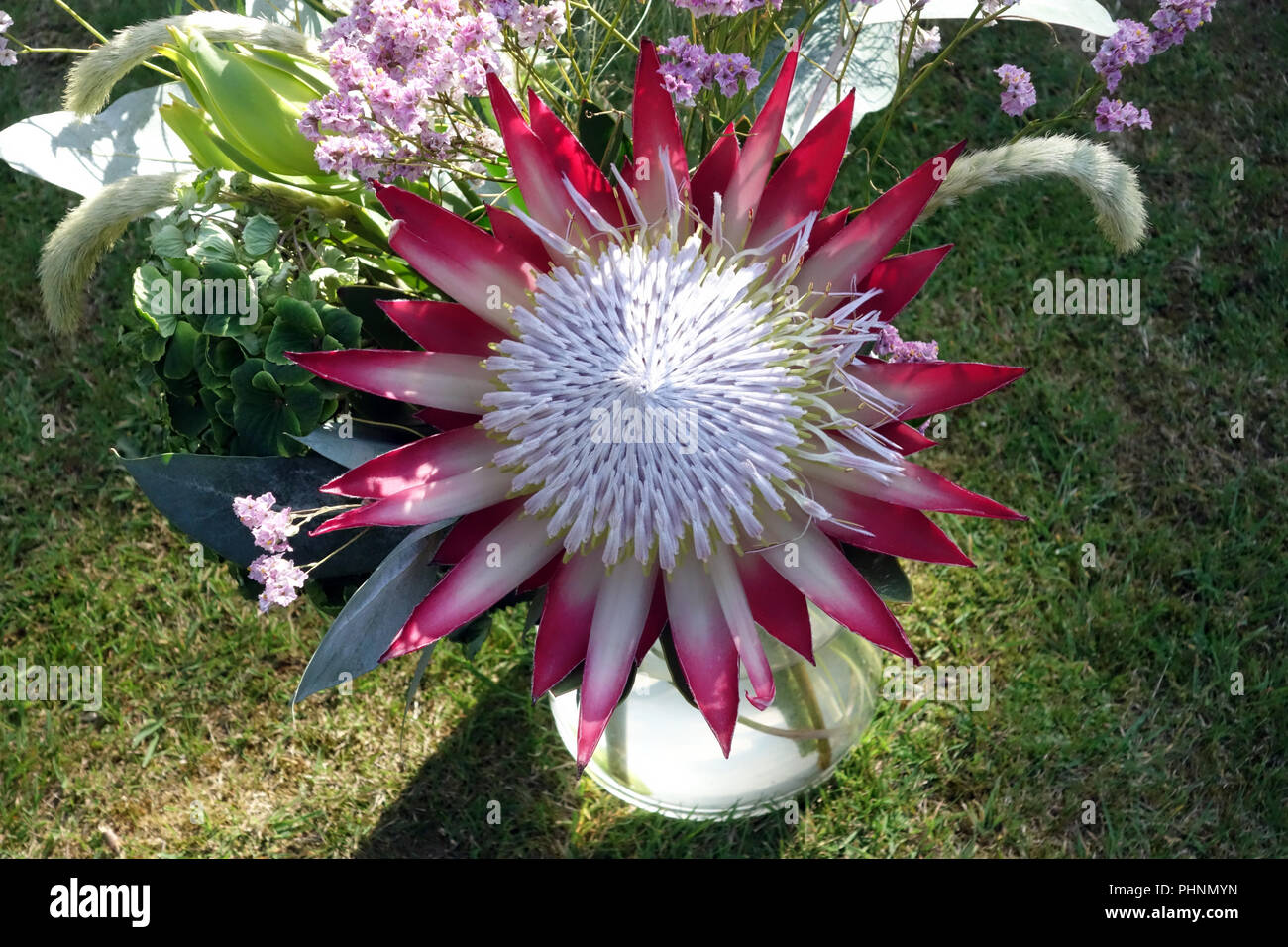 King Protea. The Protea Cynaroides. property released Stock Photo - Alamy