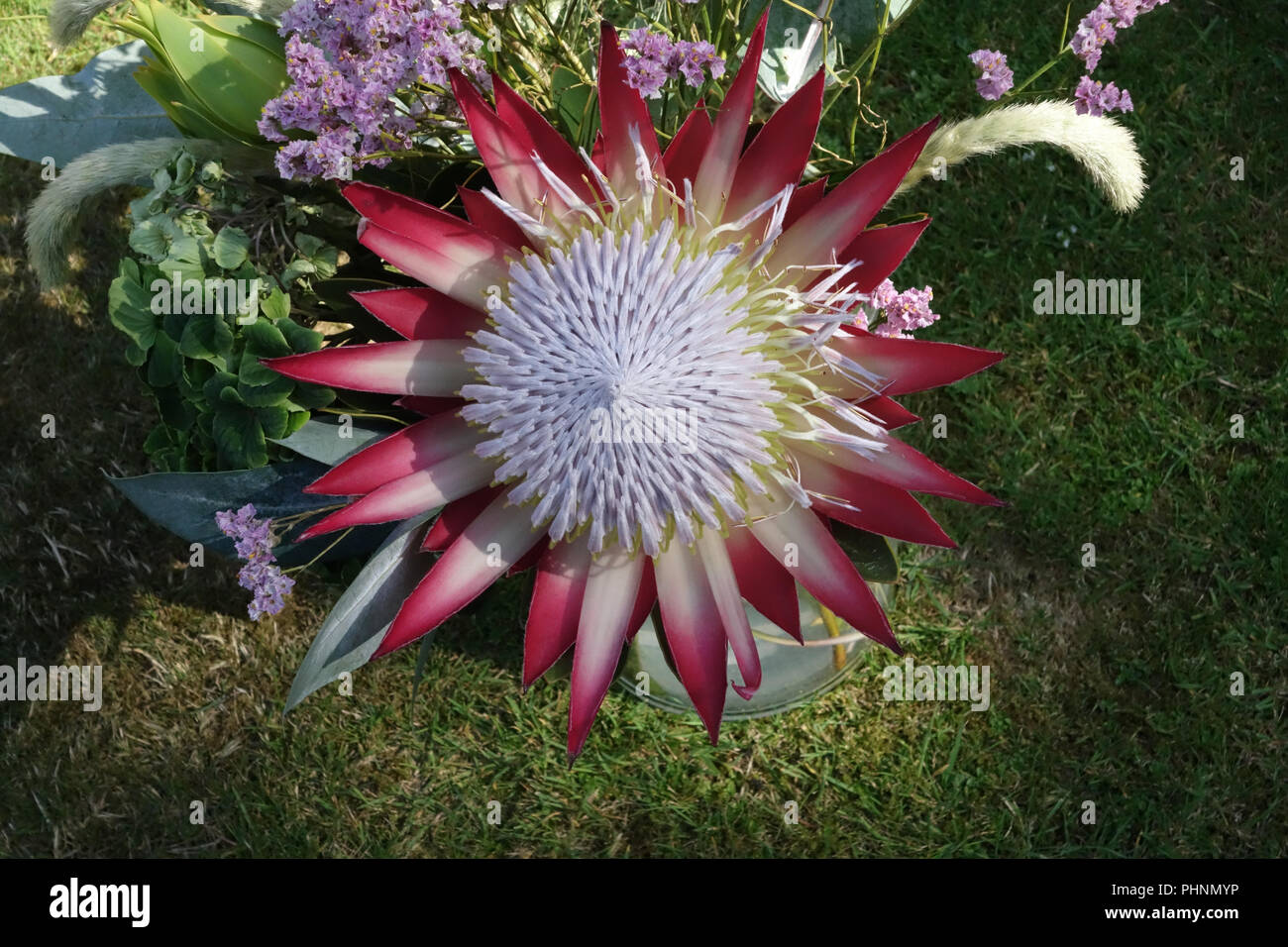 King Protea. The Protea Cynaroides. property released Stock Photo - Alamy