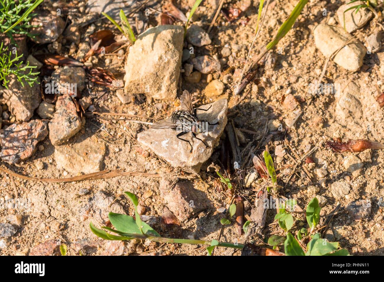 Large flesh fly hi-res stock photography and images - Alamy