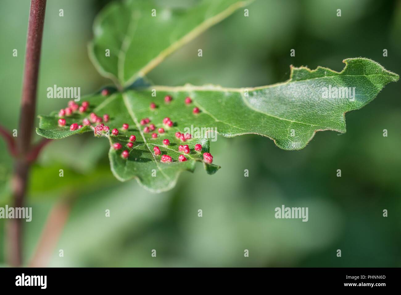 Maple gall mites hi-res stock photography and images - Alamy