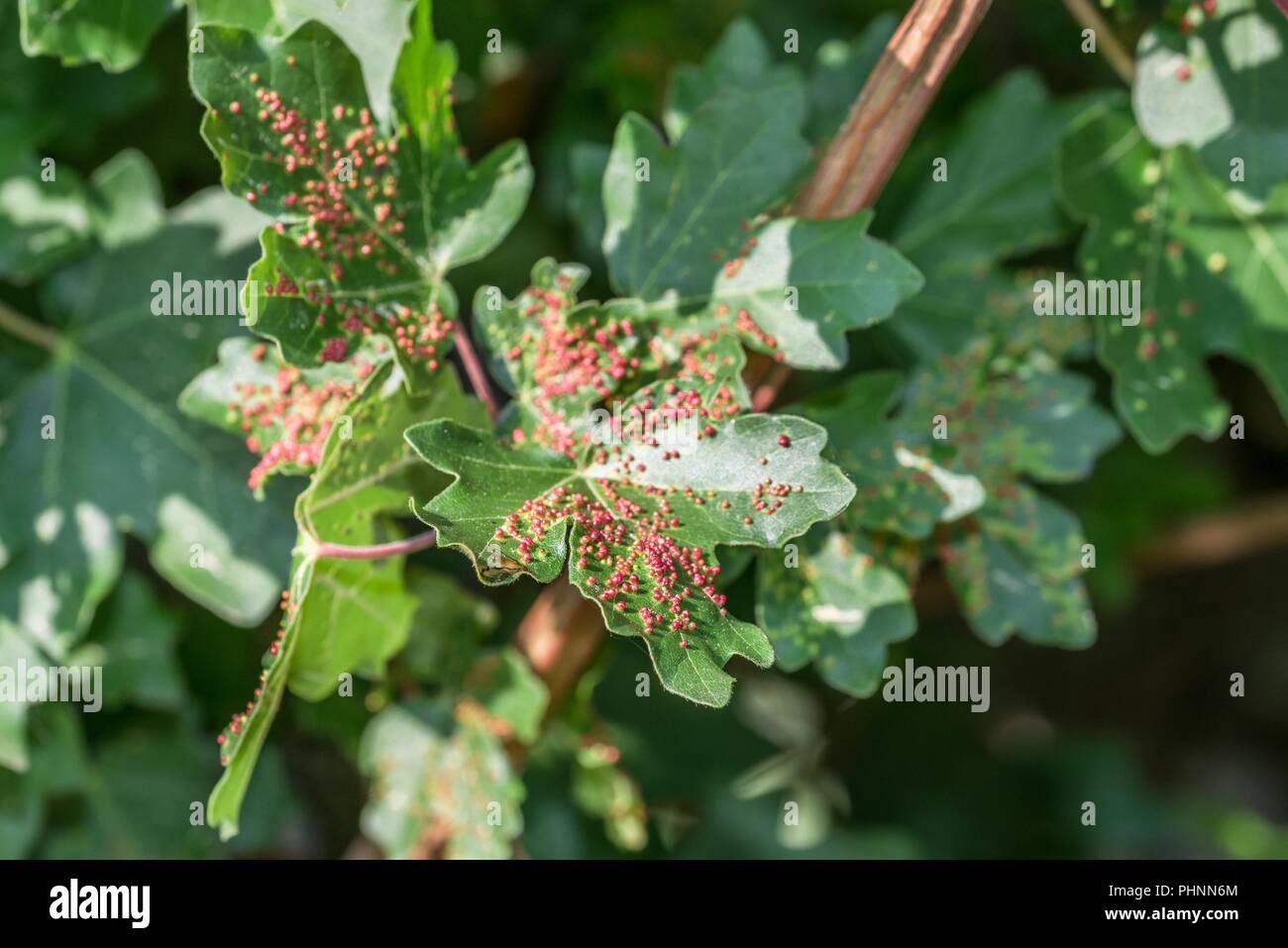 Maple tree infested with gall mites Stock Photo - Alamy