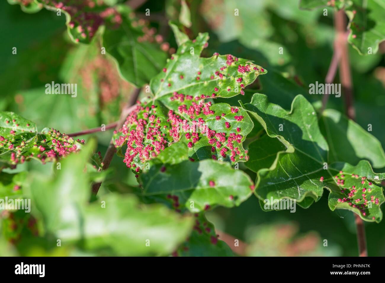 Maple tree infested with gall mites Stock Photo - Alamy