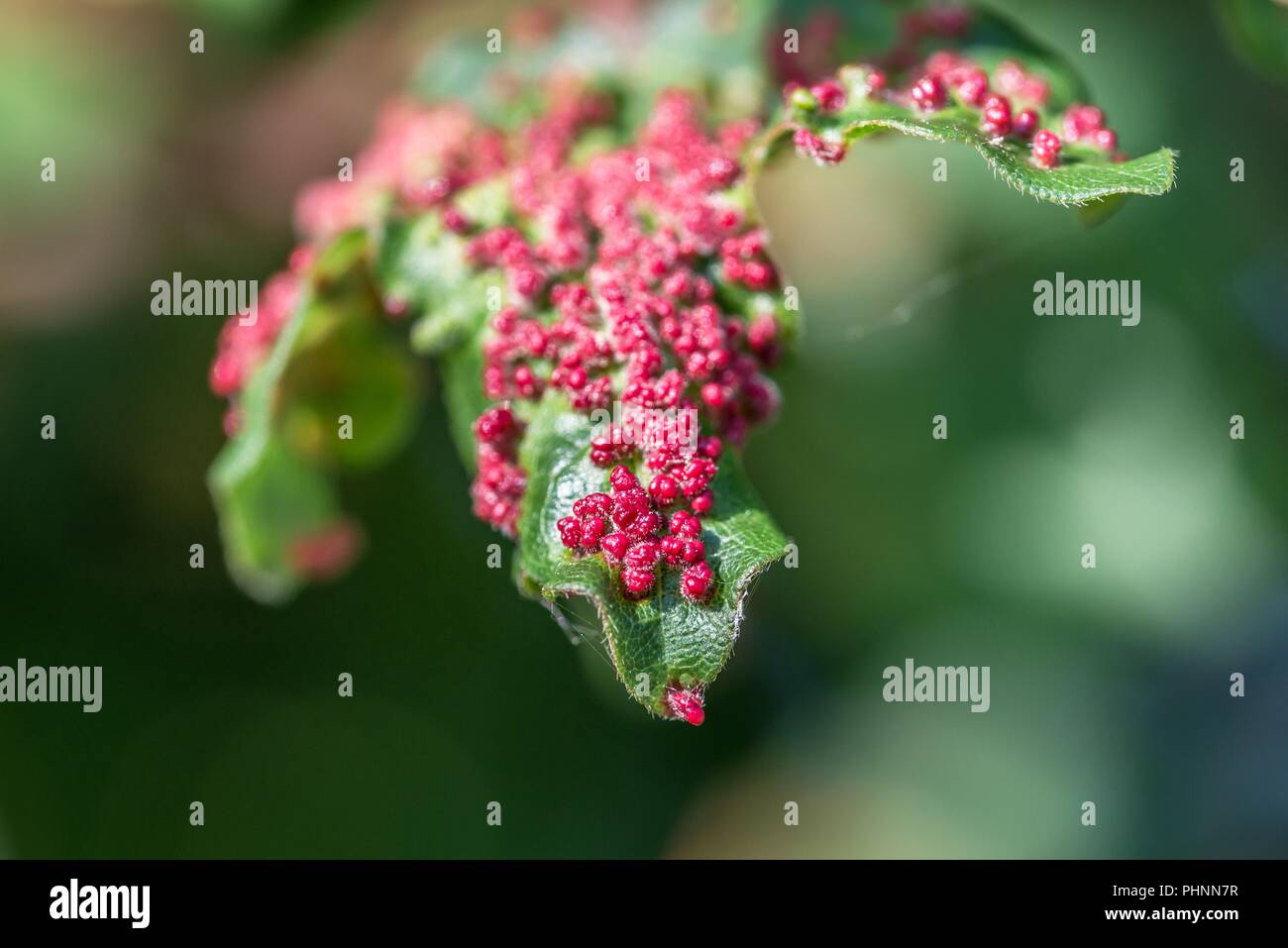 Maple tree infested with gall mites Stock Photo - Alamy