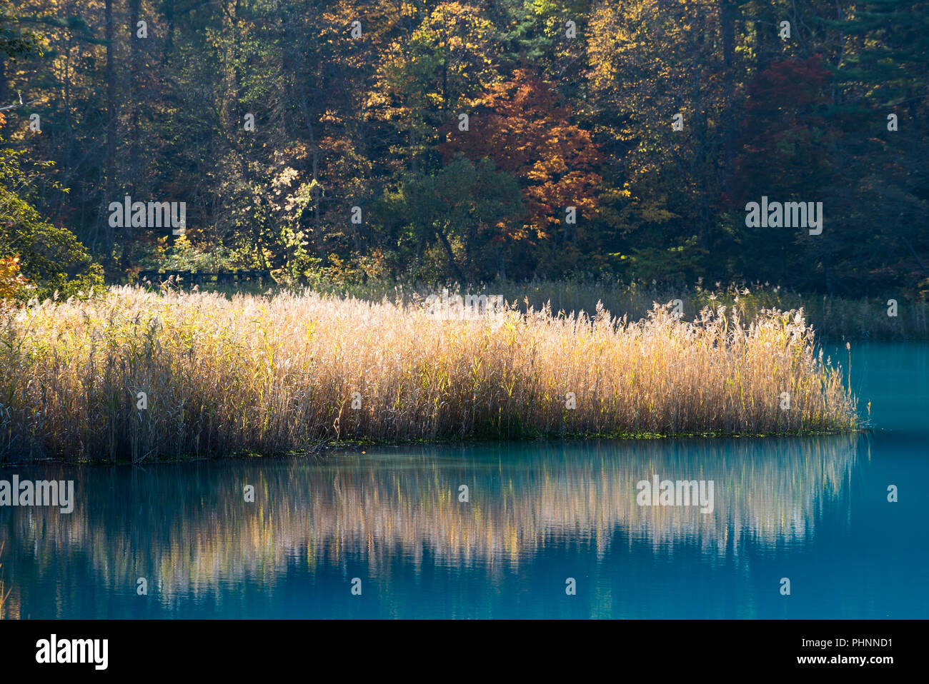 Goshiki Stock Photos & Goshiki Stock Images - Alamy