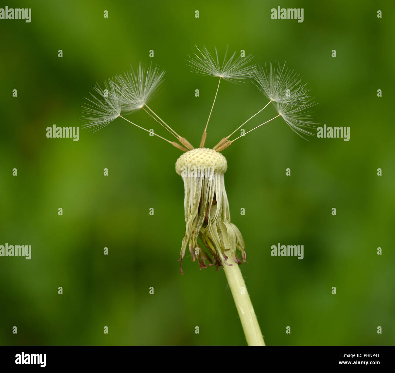 dandelion; semen level; lion's tooth Stock Photo - Alamy