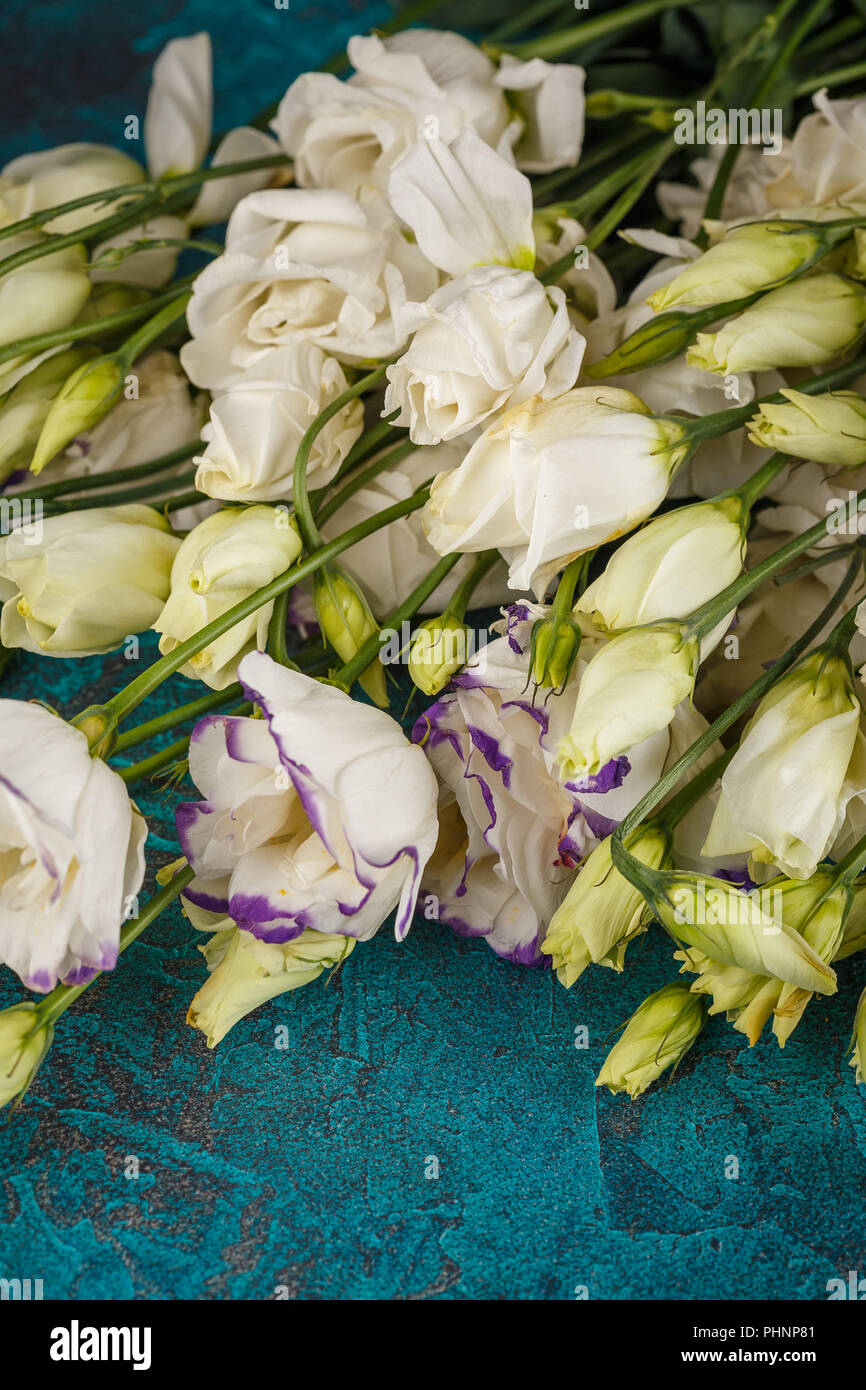 White eustoma flowers Stock Photo - Alamy