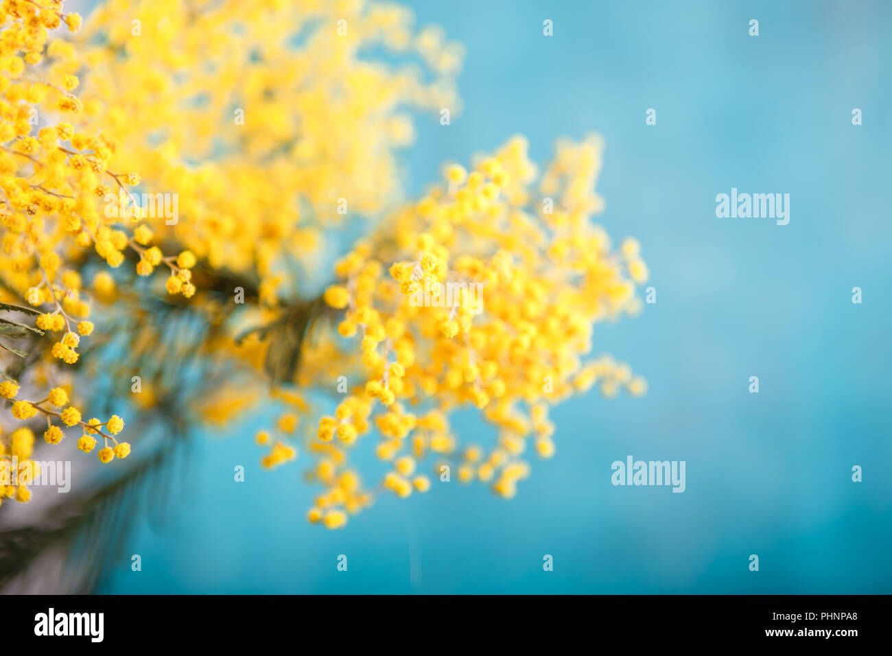 Mimosa in jar on table Stock Photo - Alamy