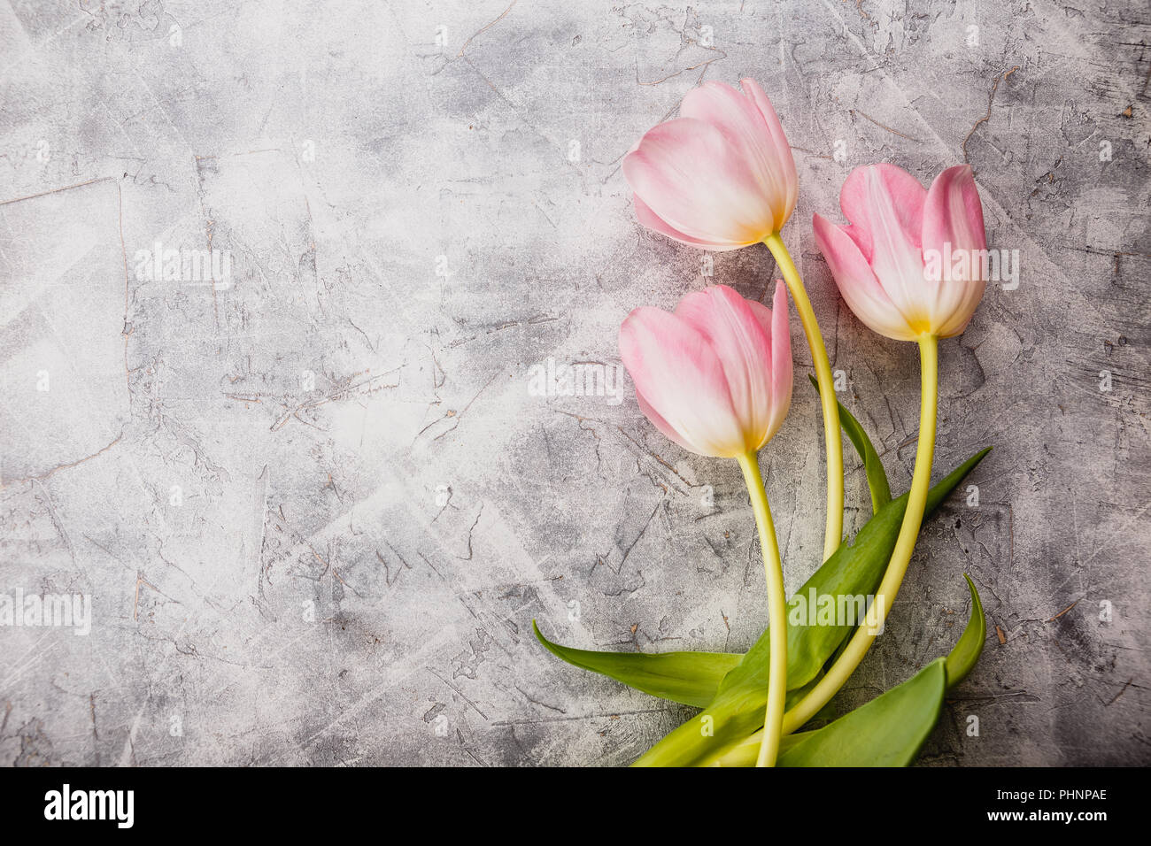 Pink tulips flowers Stock Photo - Alamy