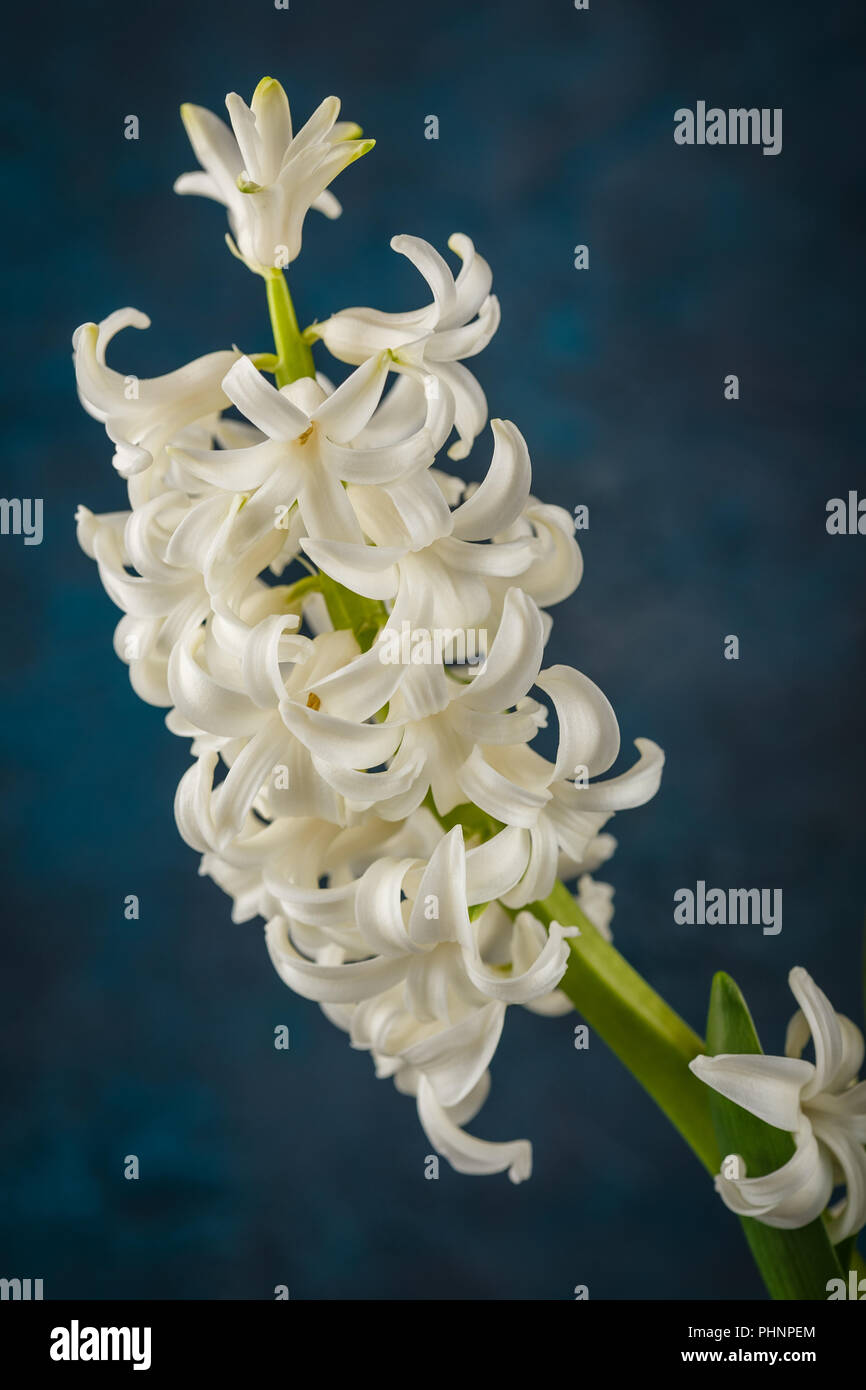 White hyacinth flower Stock Photo - Alamy