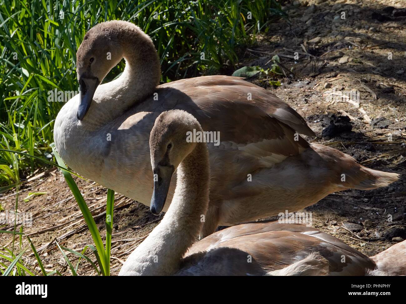 Cygnet black bill hi-res stock photography and images - Alamy