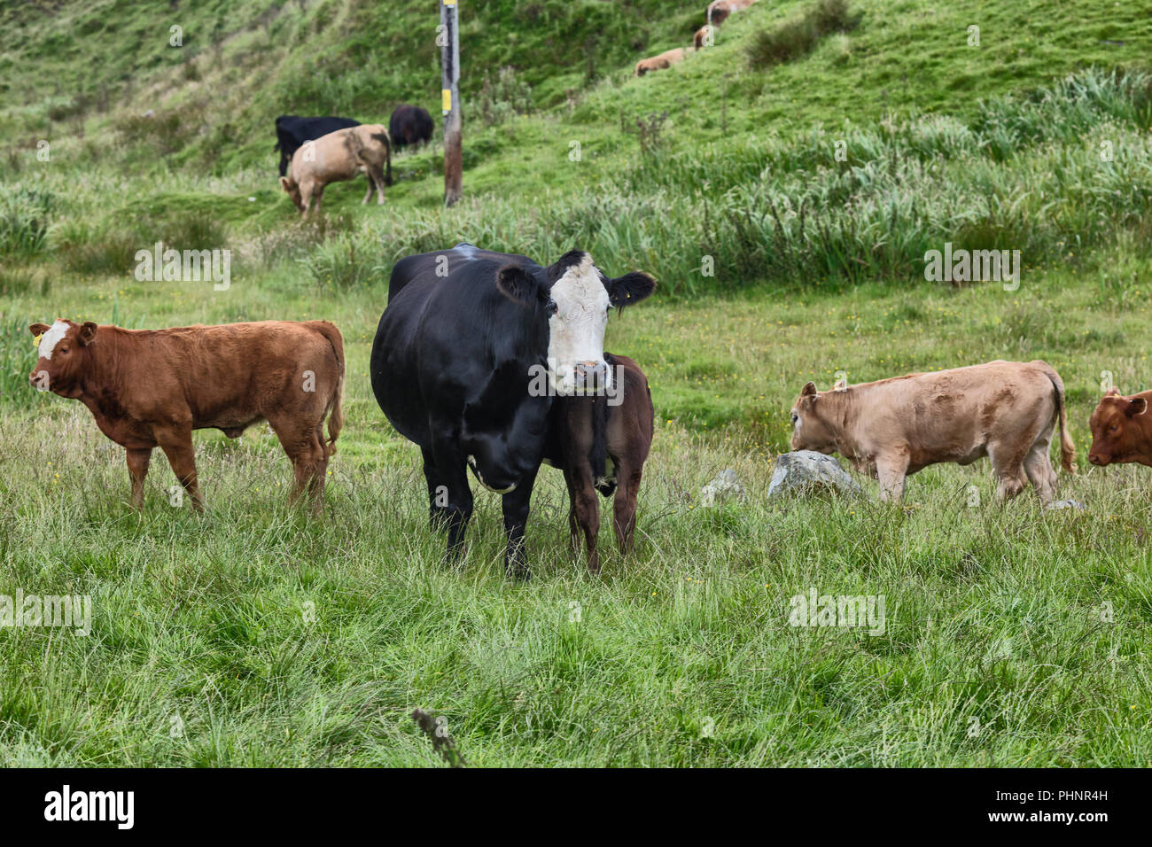 Islay, Inner Hebrides, Argyll, Scotland, UK Stock Photo - Alamy