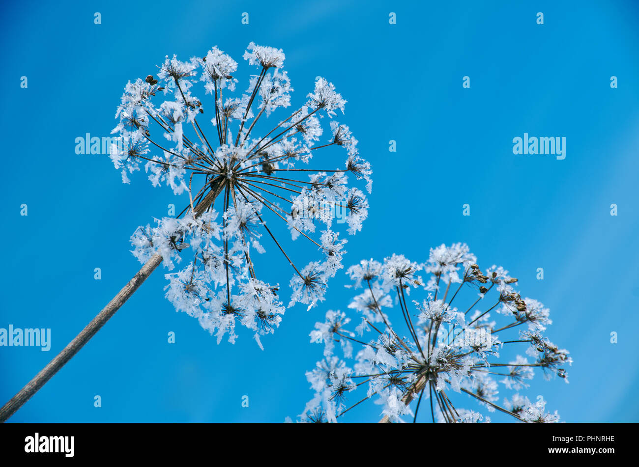 Crystal snow-flowers against the blue sky Stock Photo - Alamy