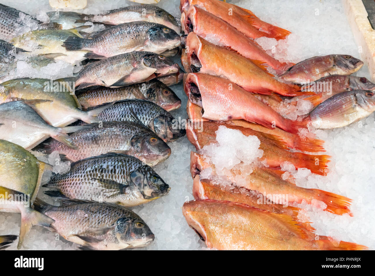 Grey mullet fish uk hi-res stock photography and images - Alamy