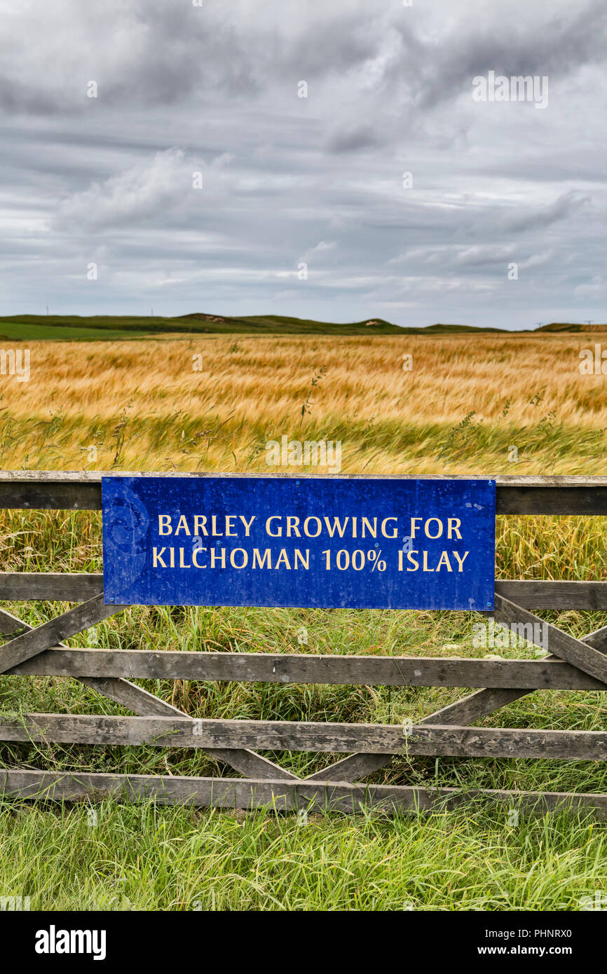 Barley field scotland hi-res stock photography and images - Alamy