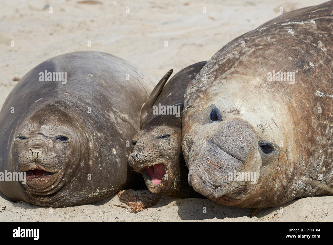 Smaller of three Southern Elephant Seal (Mirounga leonina) getting ...