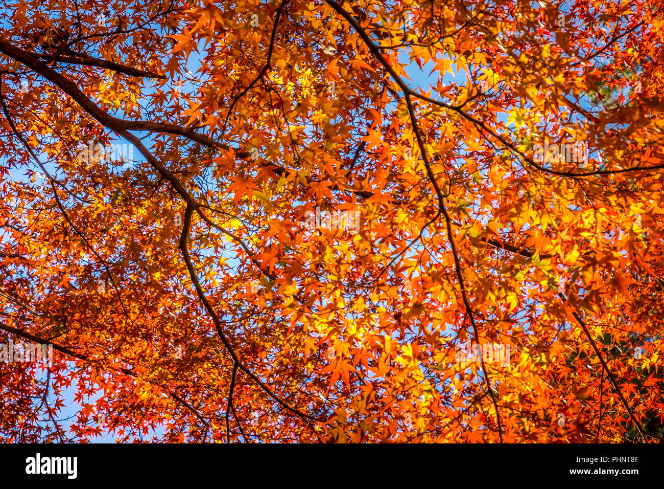 Autumn visit in Manshu-in Temple, Kyoto, Japan Stock Photo - Alamy