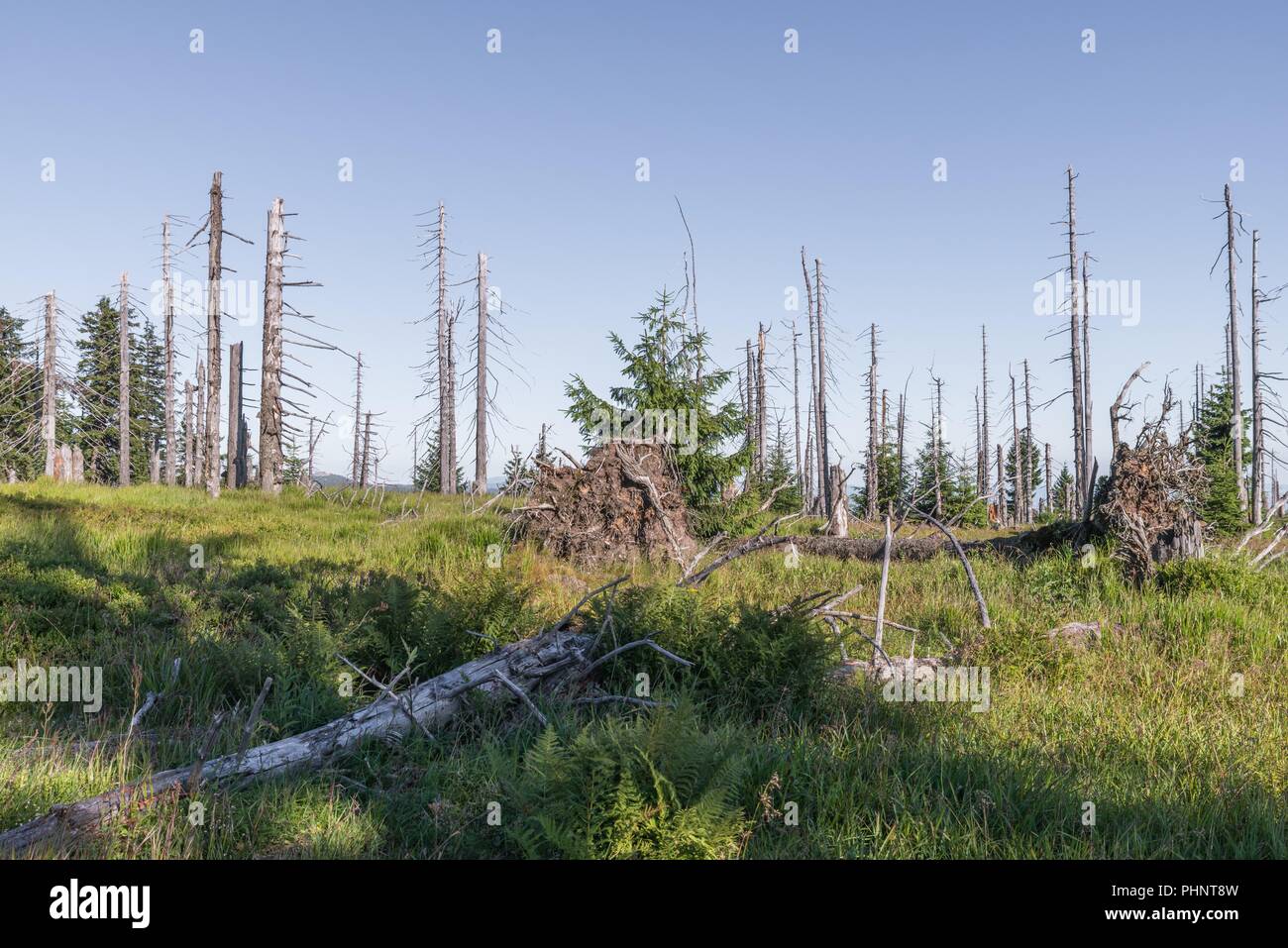 Landscape on the mountain of great Rachel in the Bavarian Forest ...