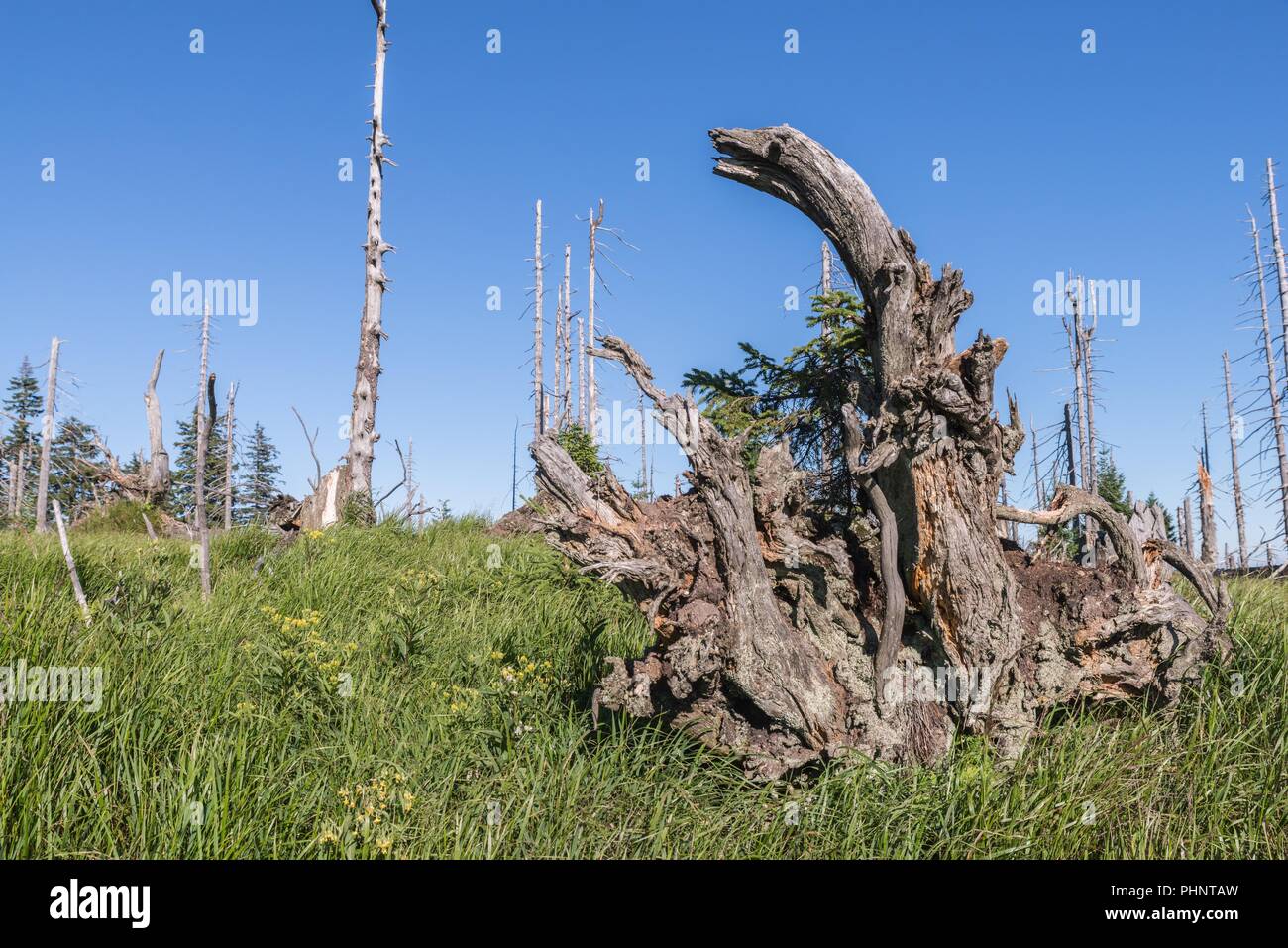 Landscape on the mountain of great Rachel in the Bavarian Forest ...