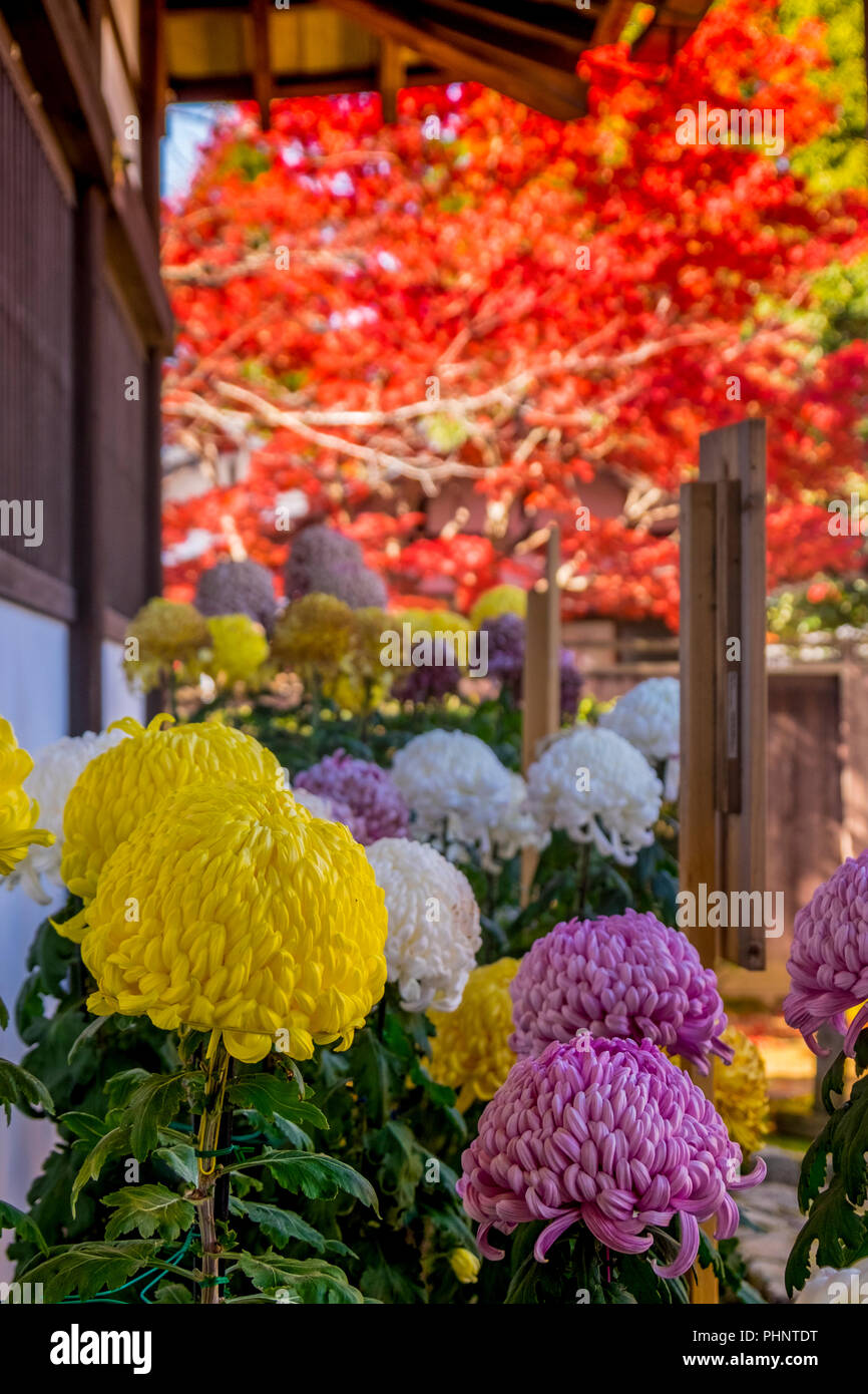 Manshuin garden hi-res stock photography and images - Alamy