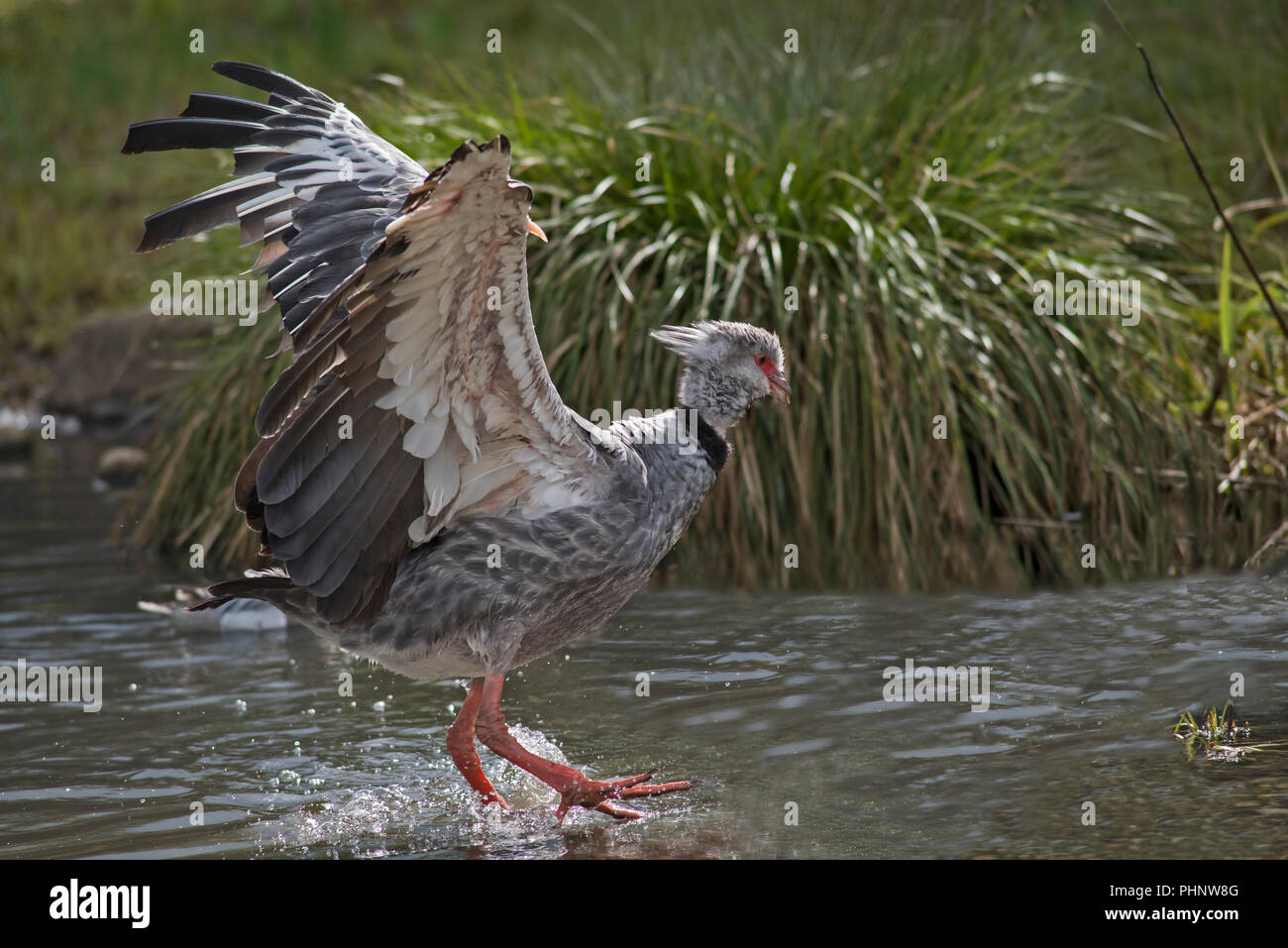 Southern screamer, Chauna Torquata, with wings outstretched (right one ...