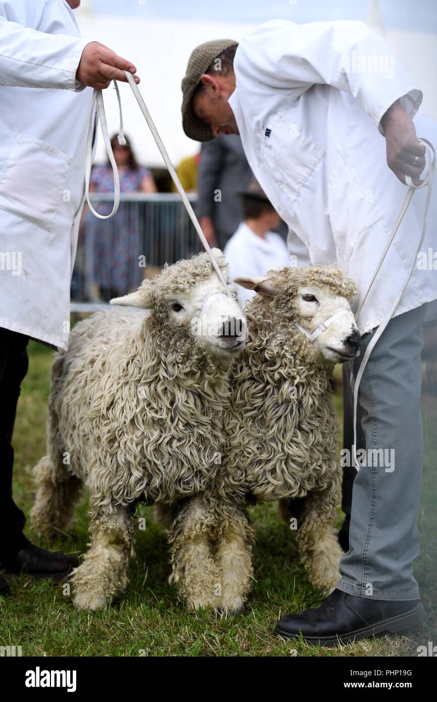 Greyface dartmoor sheep hi-res stock photography and images - Alamy