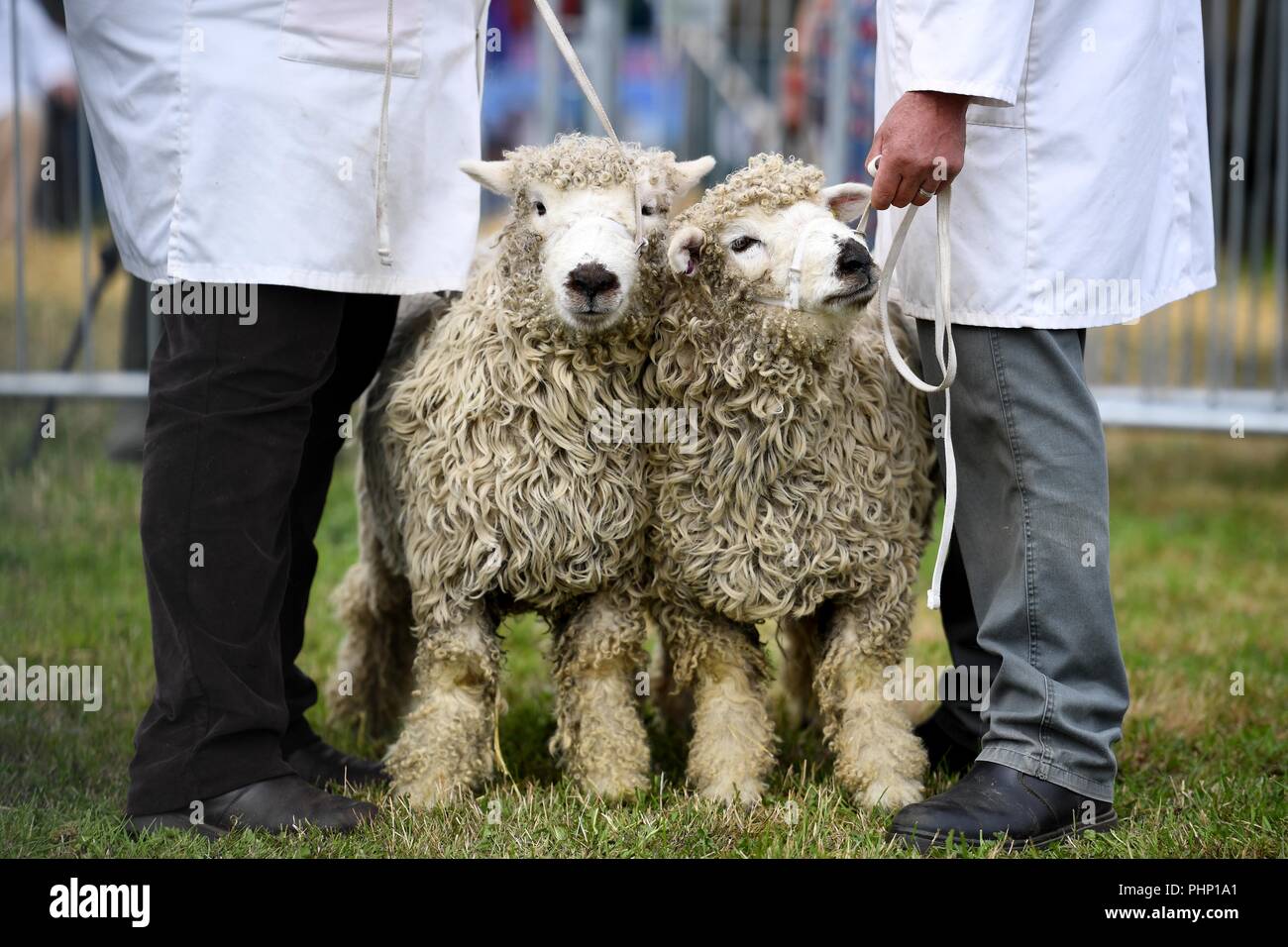 Greyface sheep hi-res stock photography and images - Alamy