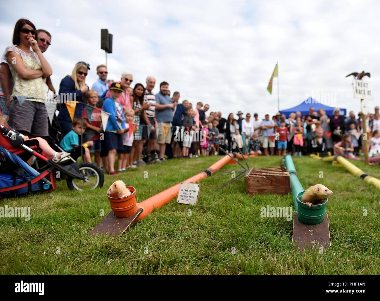 Ferret racing credit finnbarr hi-res stock photography and images - Alamy
