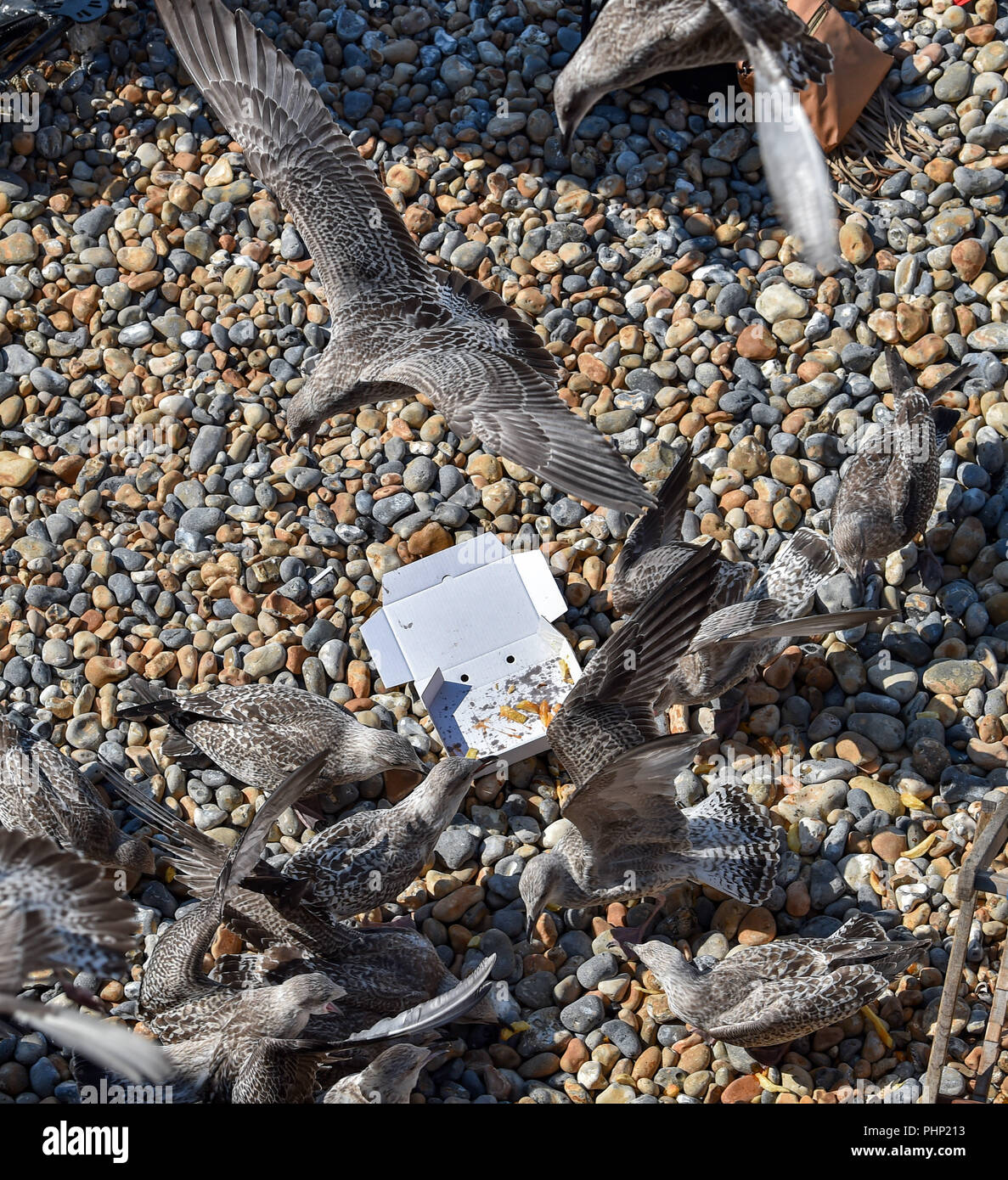 Gull eating chips hi-res stock photography and images - Alamy