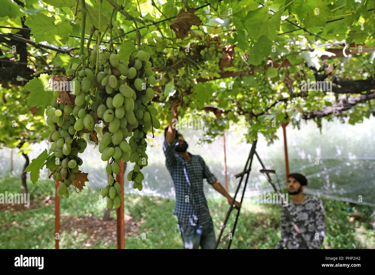 Srinagar, Indian-controlled Kashmir. 2nd Sep, 2018. Farmers pick grapes ...