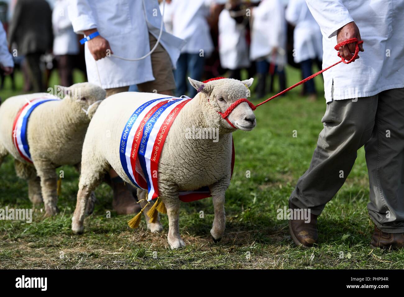 Dorset, UK. 02nd Sep, 2018. Dorset County Show, Grand Parade of sheep ...