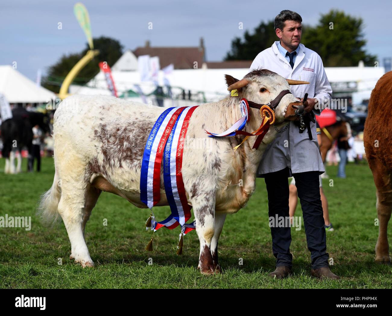 Dorset, UK. 02nd Sep, 2018. Dorset County Show, Grand Parade of cattle ...