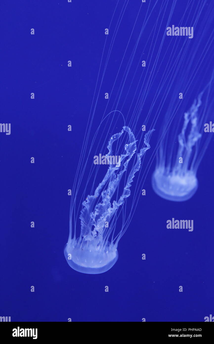 Strings of jelly fish hi-res stock photography and images - Alamy