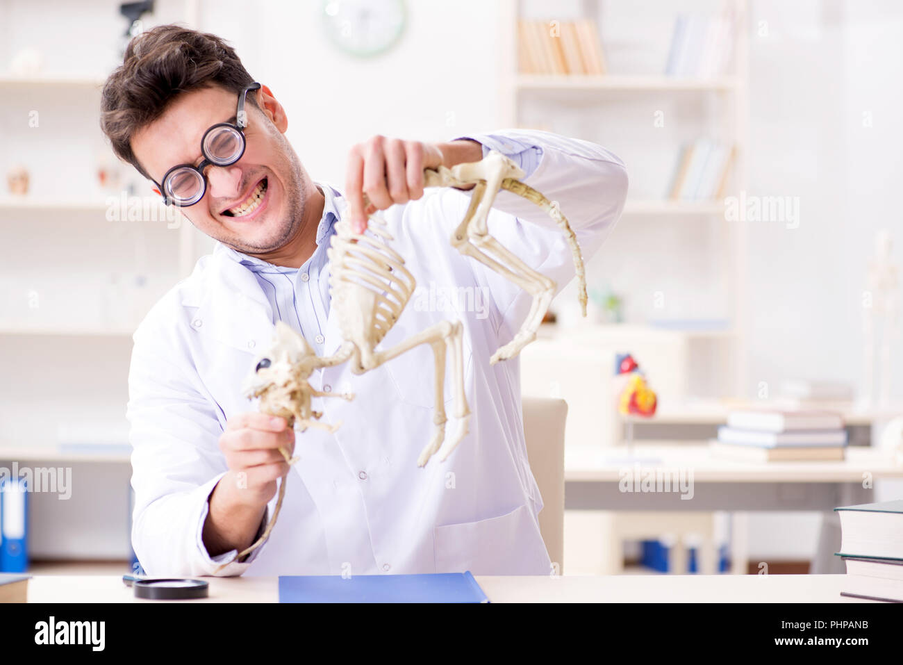 Funny crazy student doctor studying animal skeleton Stock Photo - Alamy