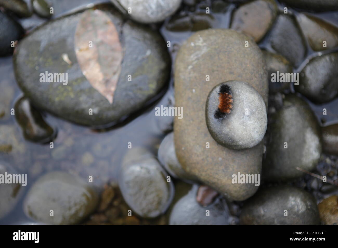 caterpillar on rock near water Stock Photo - Alamy