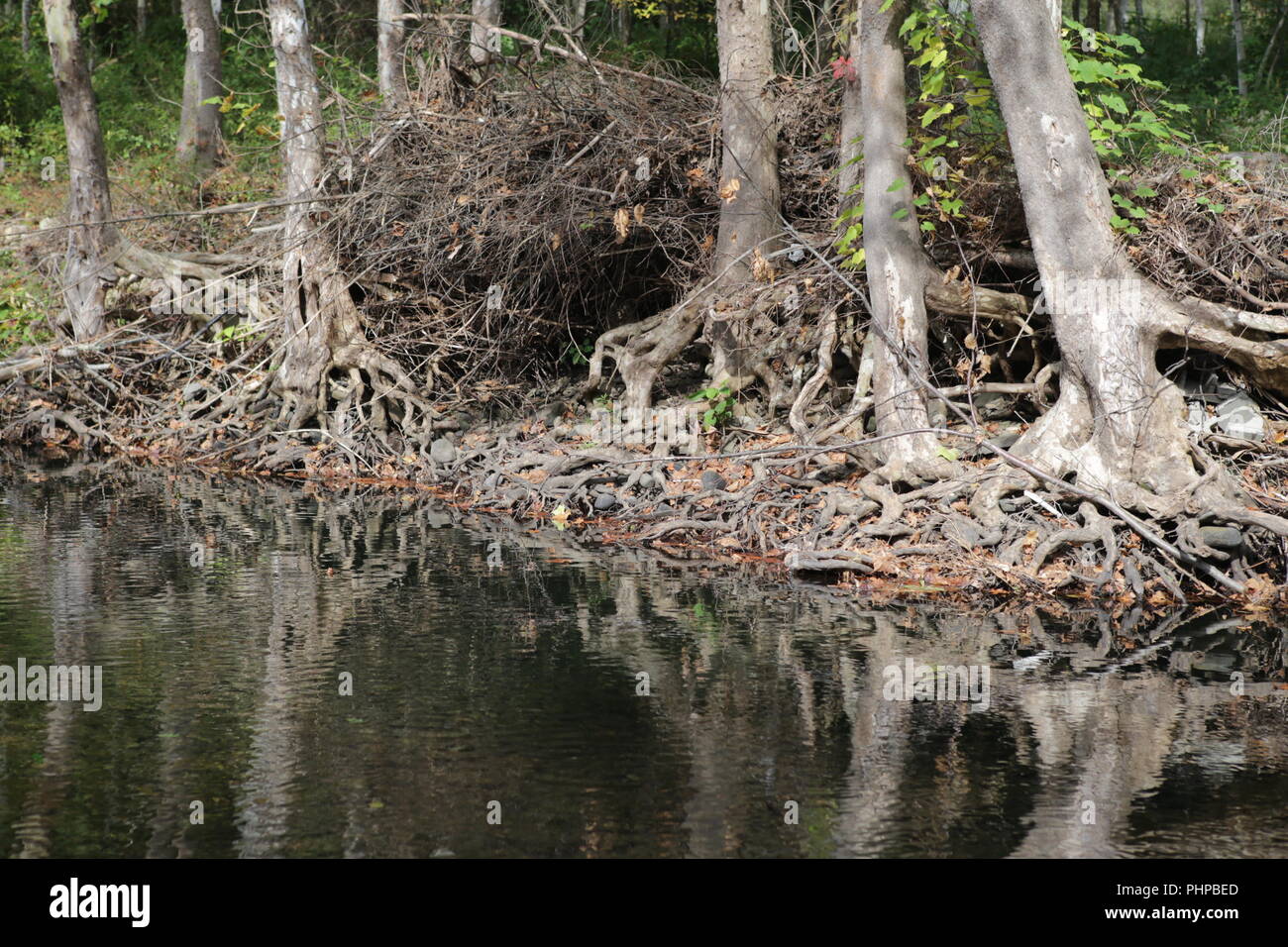 Birch tree root hi-res stock photography and images - Alamy