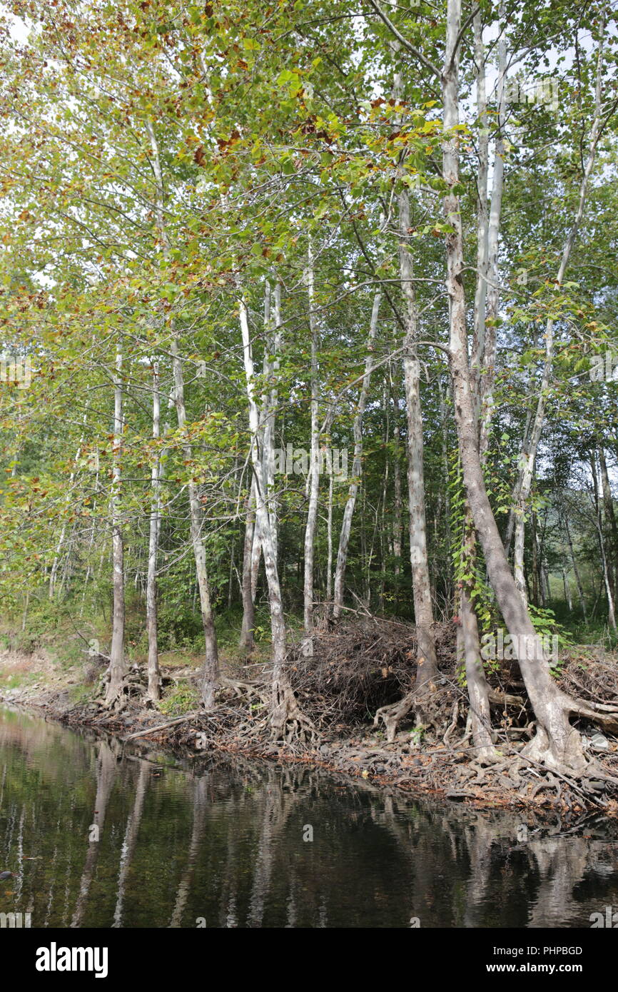 Trees Roots Stream Water Stock Photos & Trees Roots Stream Water Stock ...
